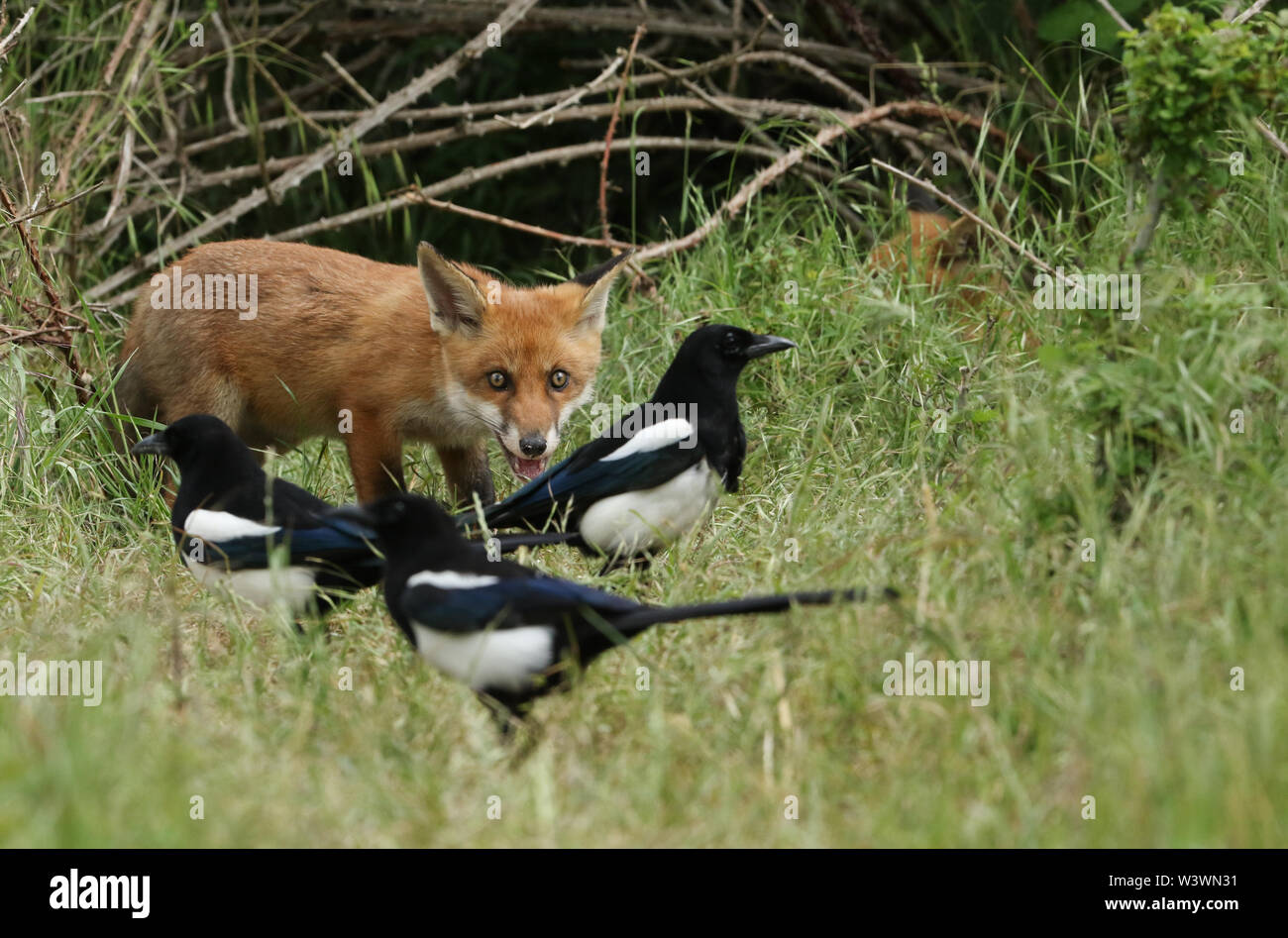 Baby magpies hi-res stock photography and images - Alamy