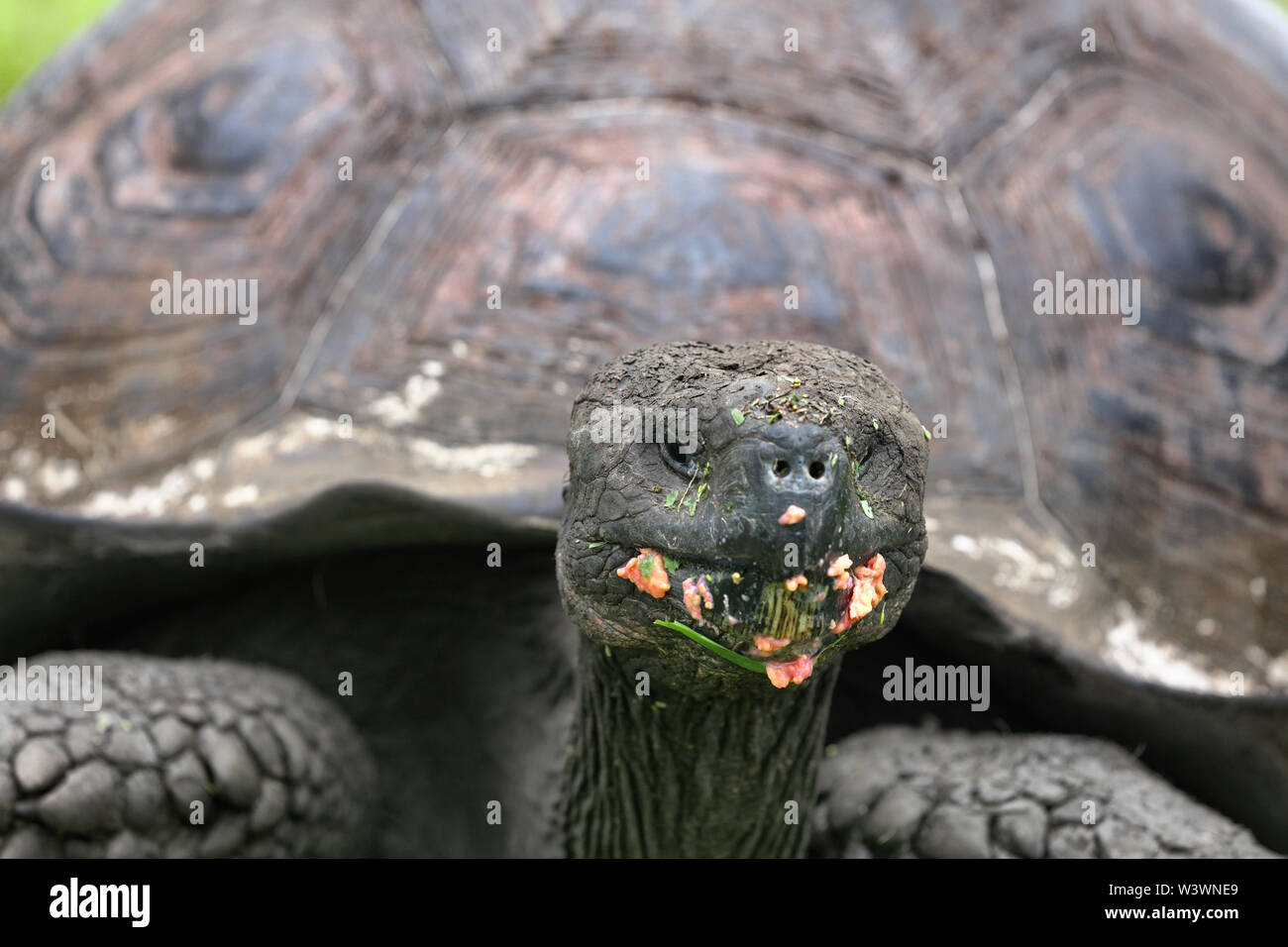 Galapagos animals - Galapagos giant tortoise walking in nature ranch ...
