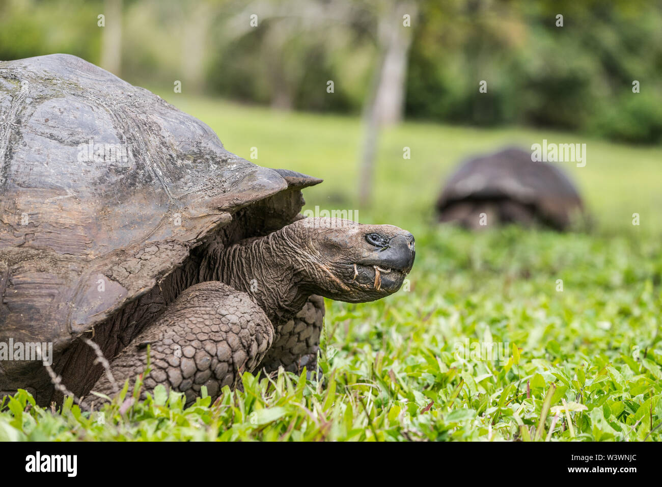 Animals. Galapagos Giant Tortoise walking on Santa Cruz Island in ...