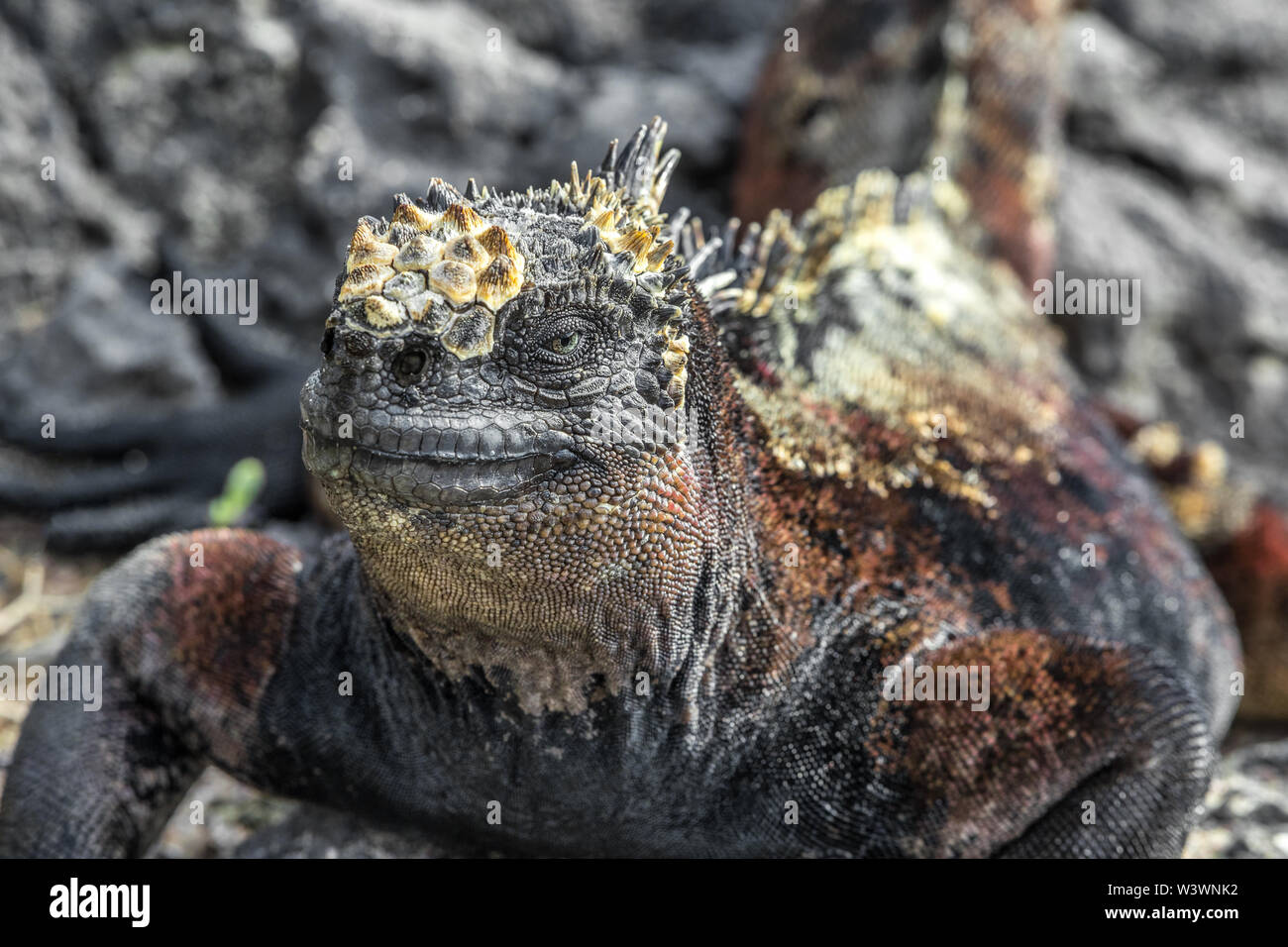 Galapagos Marine Iguana shaking and bobbing its head walking showing ...