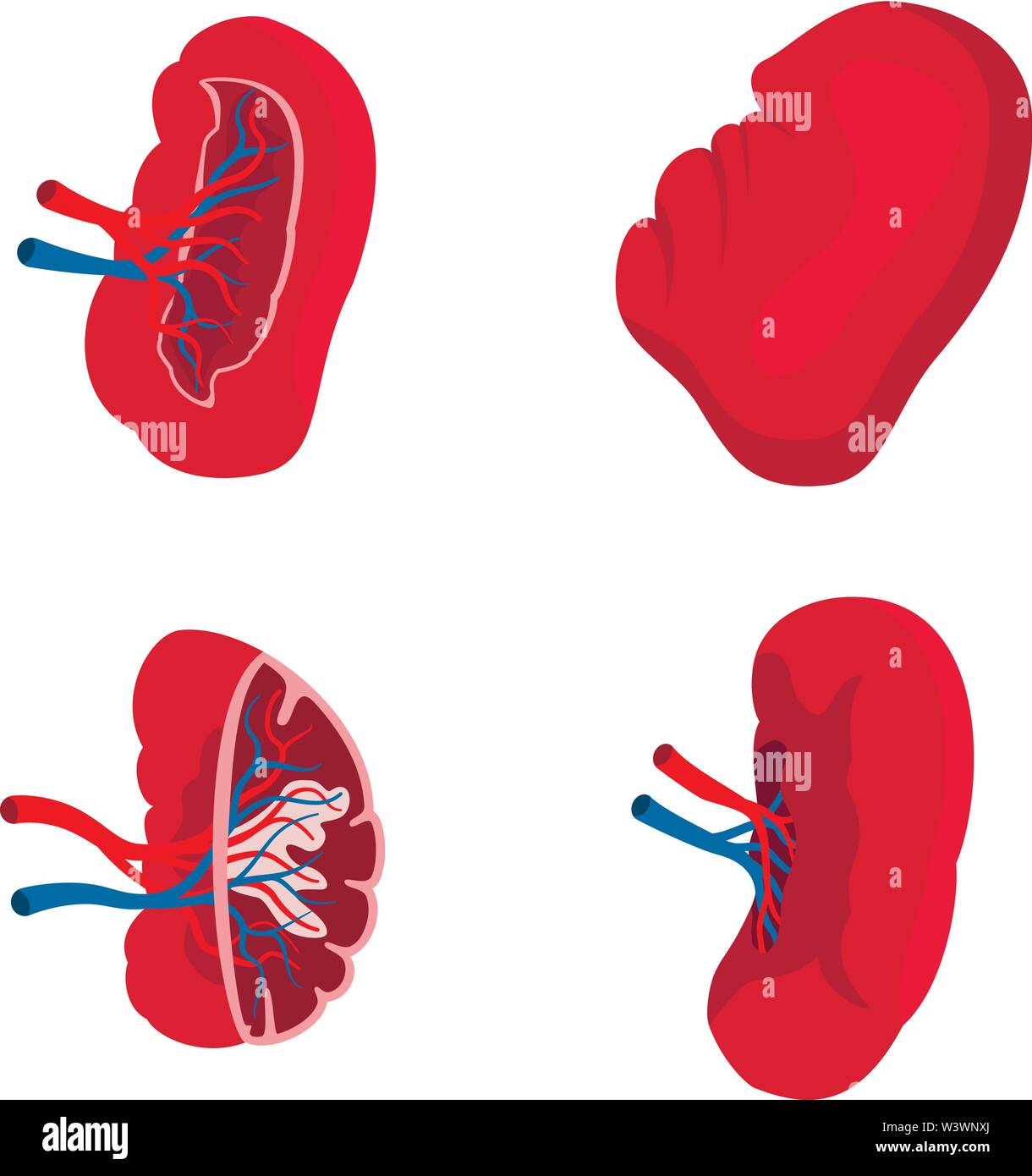 Spleen icons set. Flat set of spleen vector icons for web design Stock ...