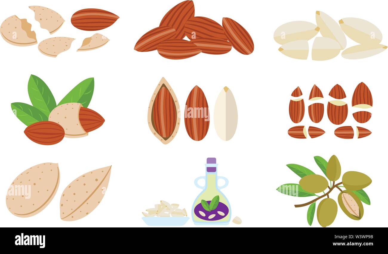 Almond icons set. Flat set of almond vector icons for web design Stock ...