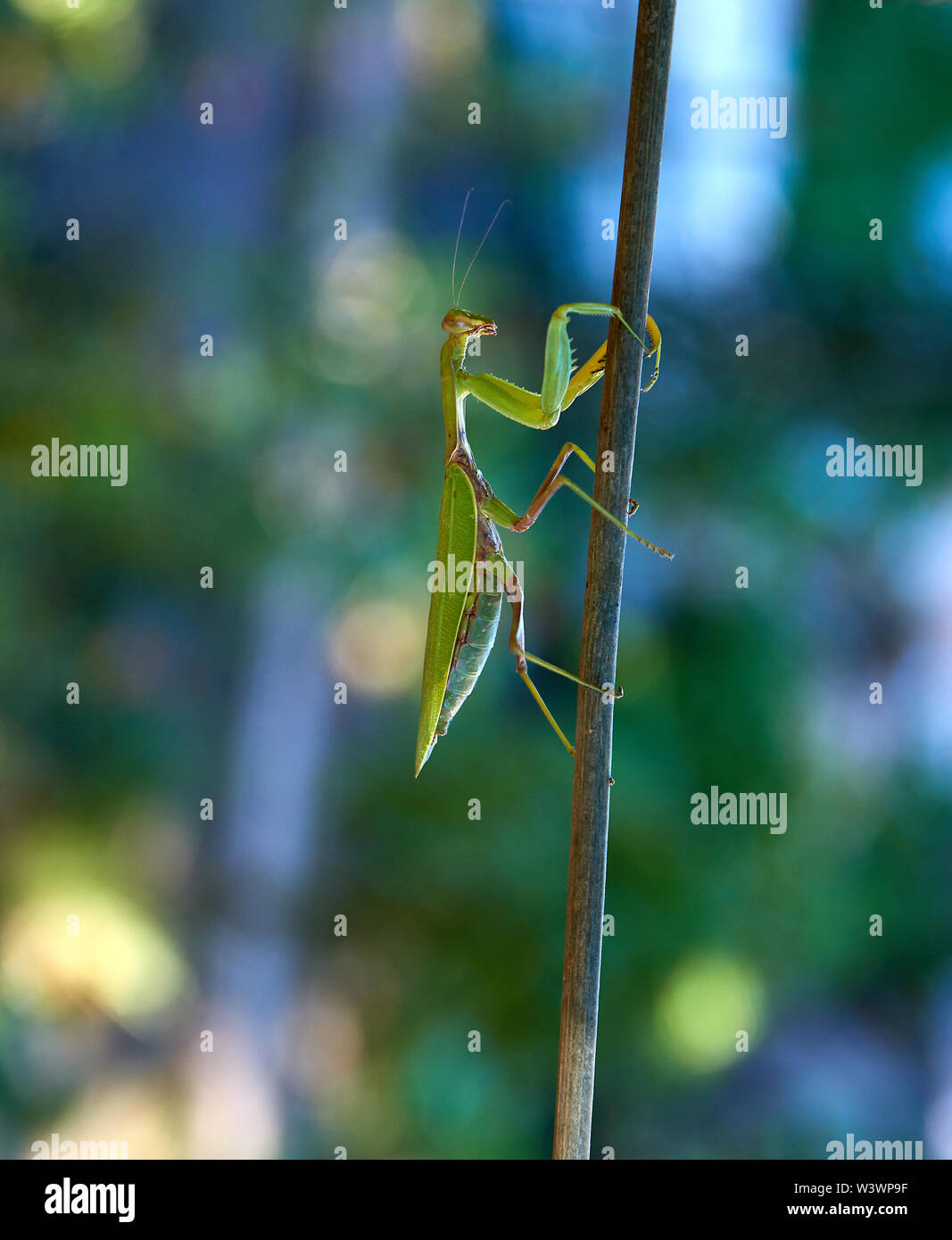 green big mantis crawling up the stick, blurred green background with ...