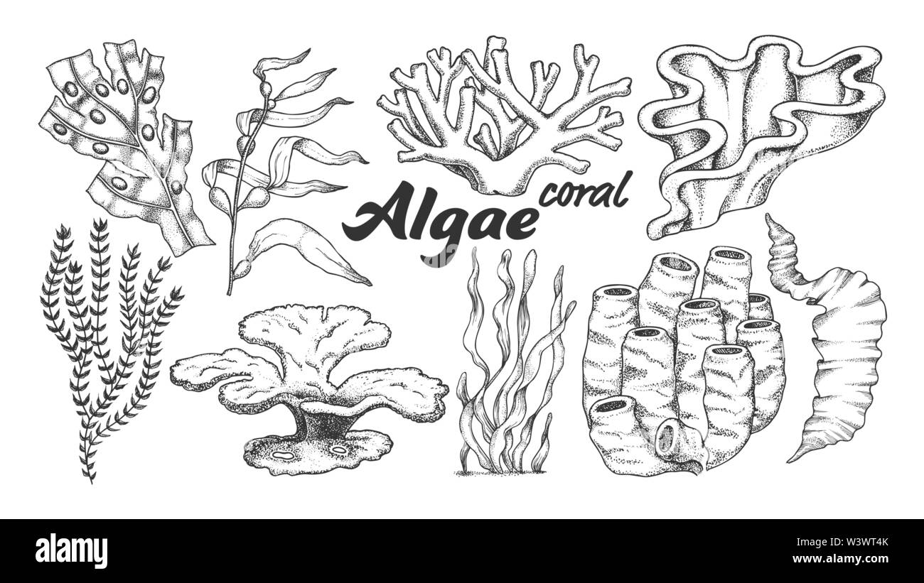 How To Draw Seaweed And Coral