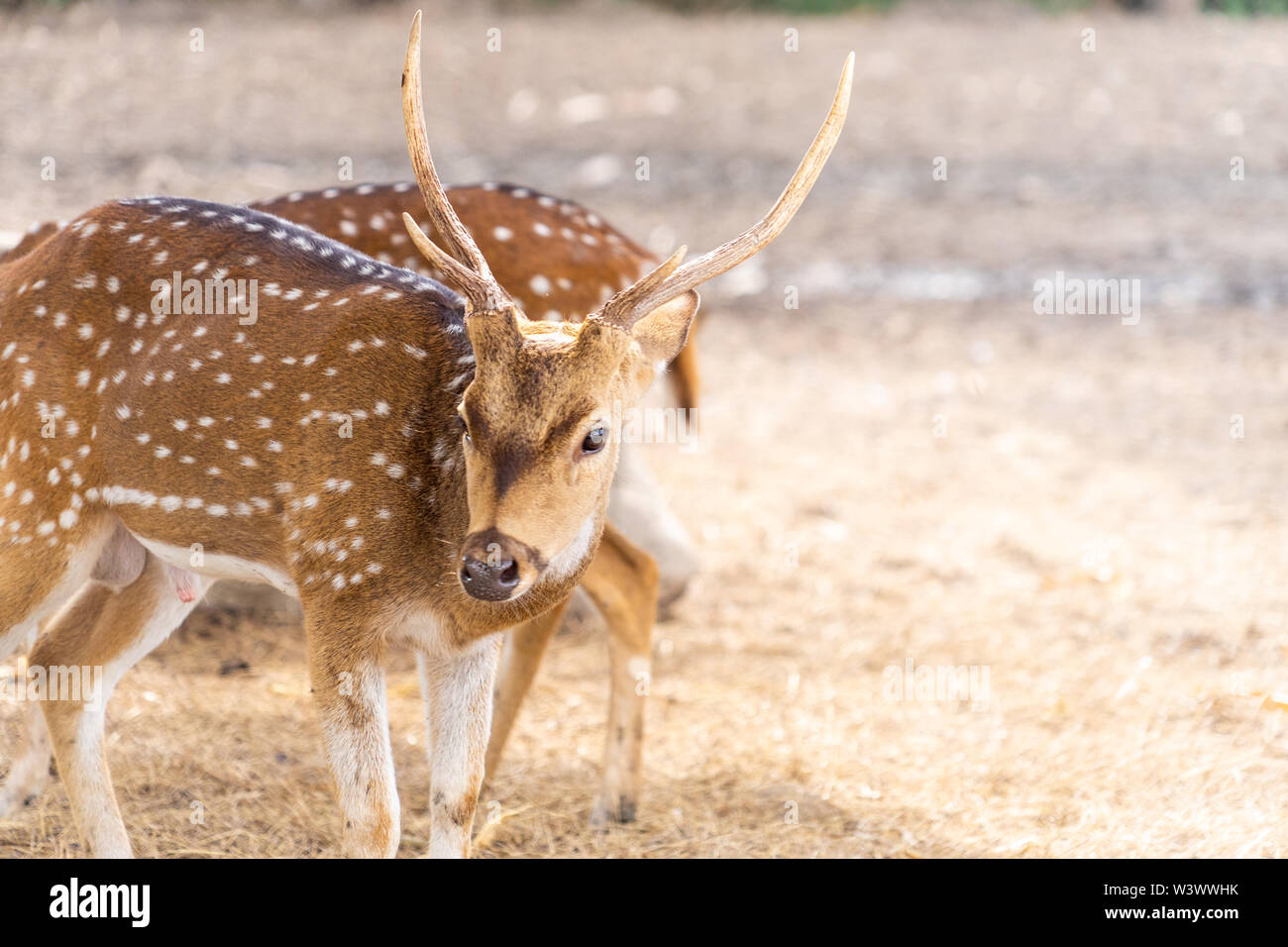 group of family deer eating grasses on the ground Stock Photo - Alamy