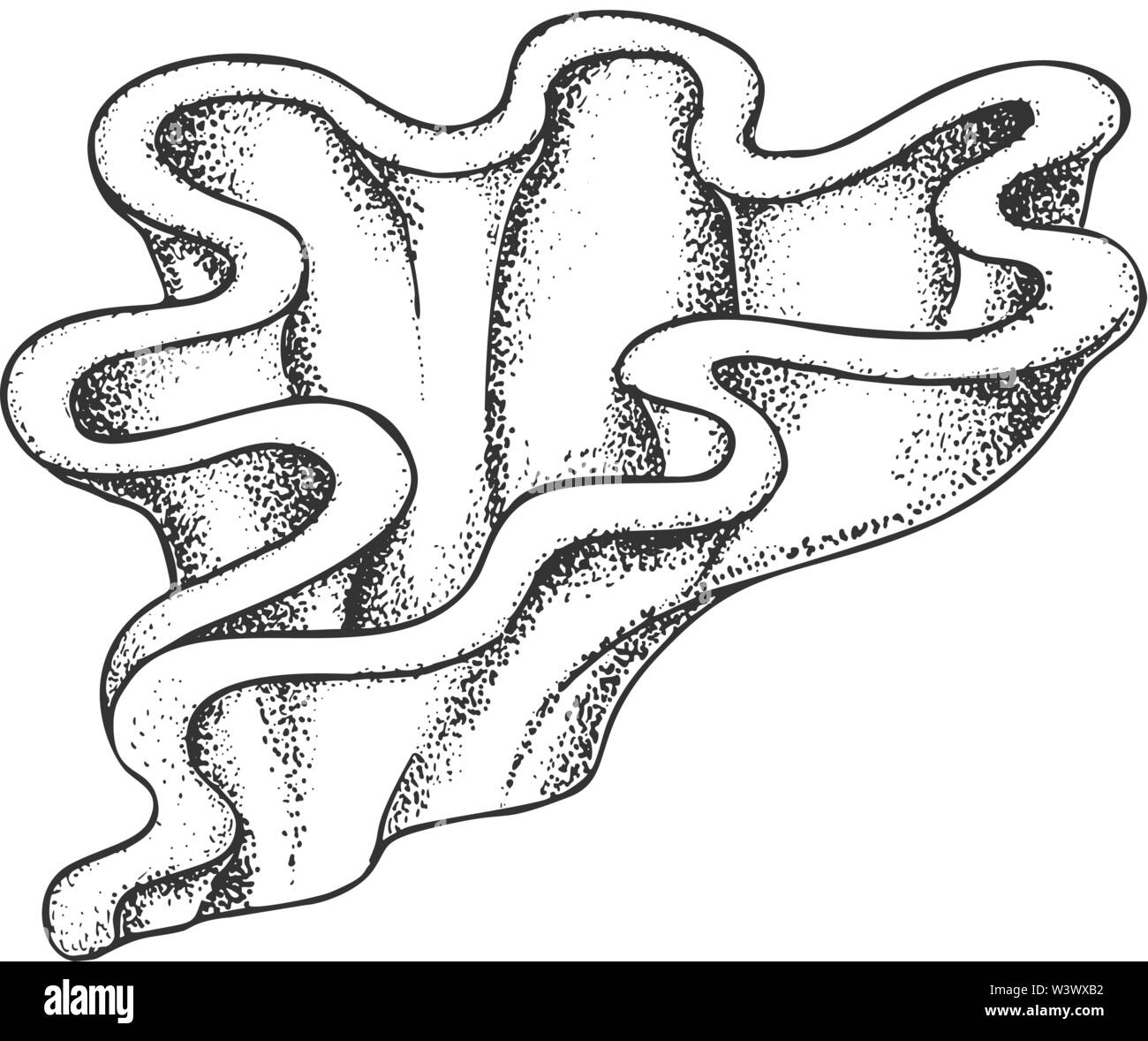Decorative Algae Seaweed Coral Ink Doodle Vector Stock Vector Image ...