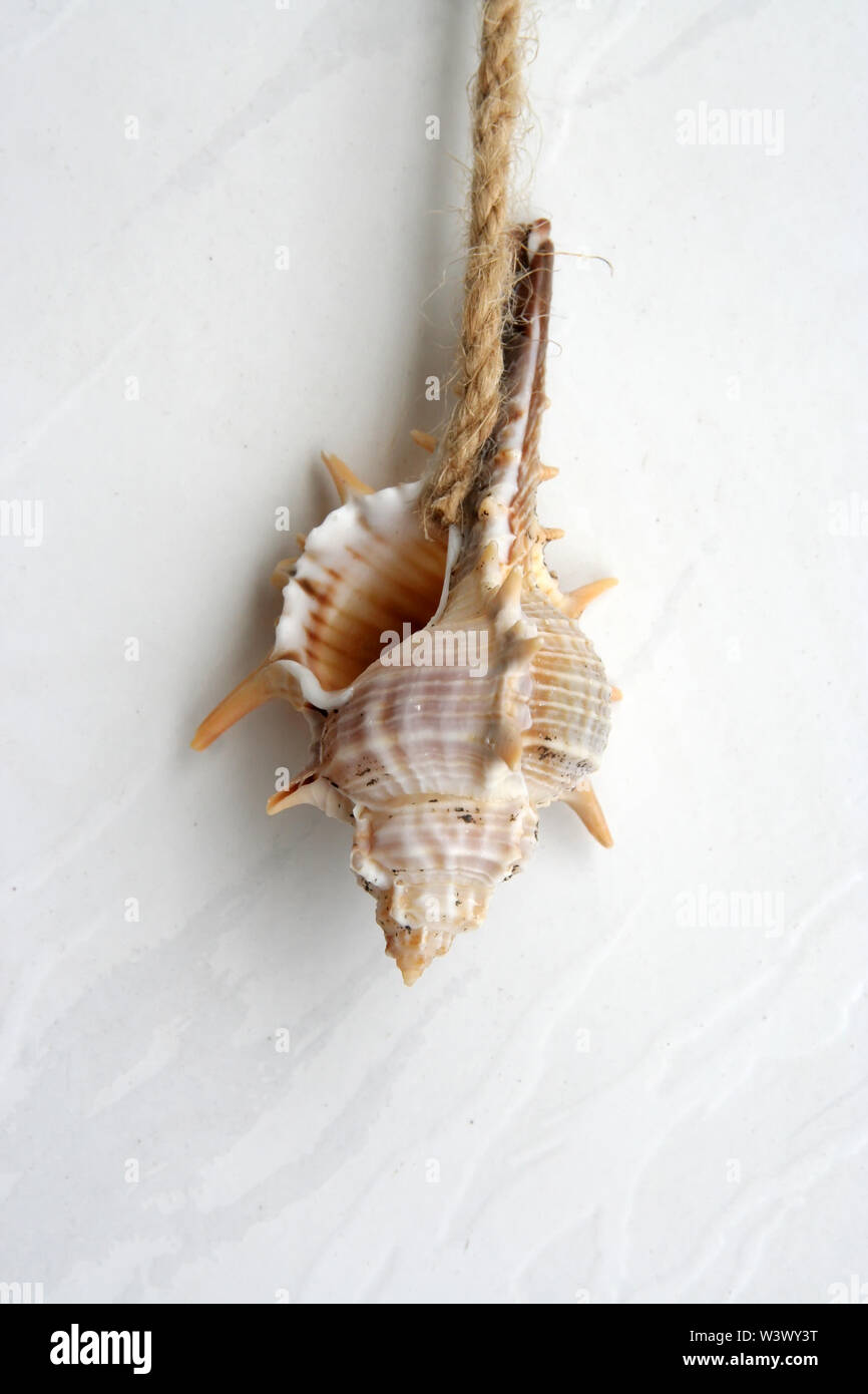 Sea shell as a wall decoration. Sea shell. Sea shell hanging on a rope ...