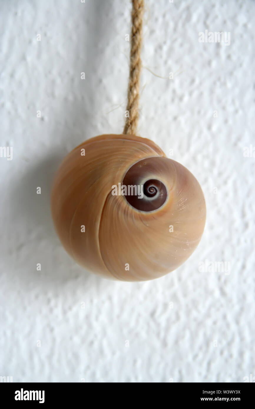 Different type of shells hi-res stock photography and images - Alamy