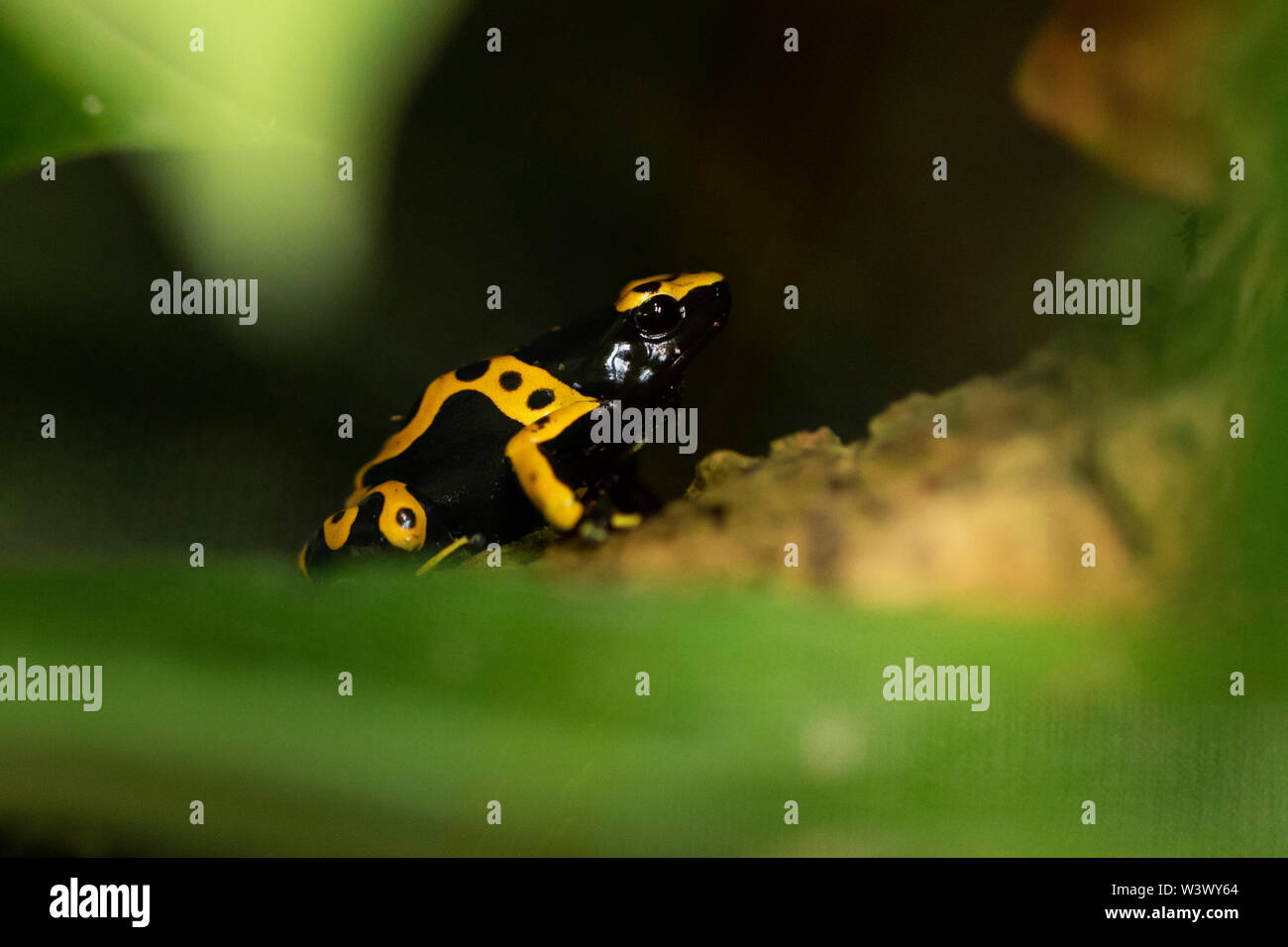 Yellow-banded poison dart frog (Dendrobates leucomelas), also known as ...