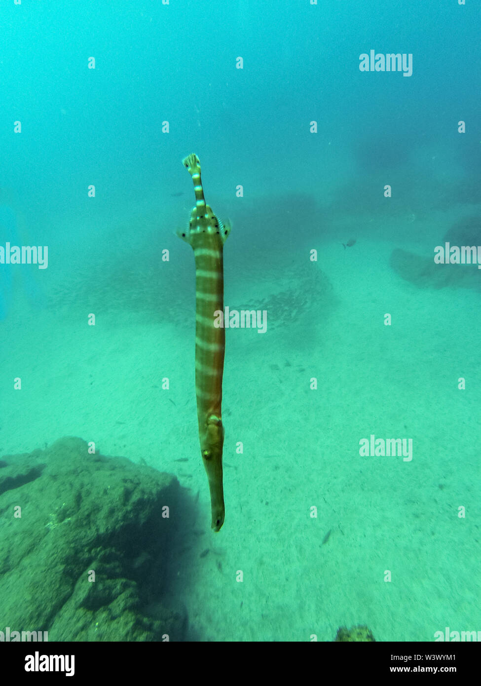 A trumpetfish(Aulostomus strigosus), swimming upright in Atlantic ocean ...
