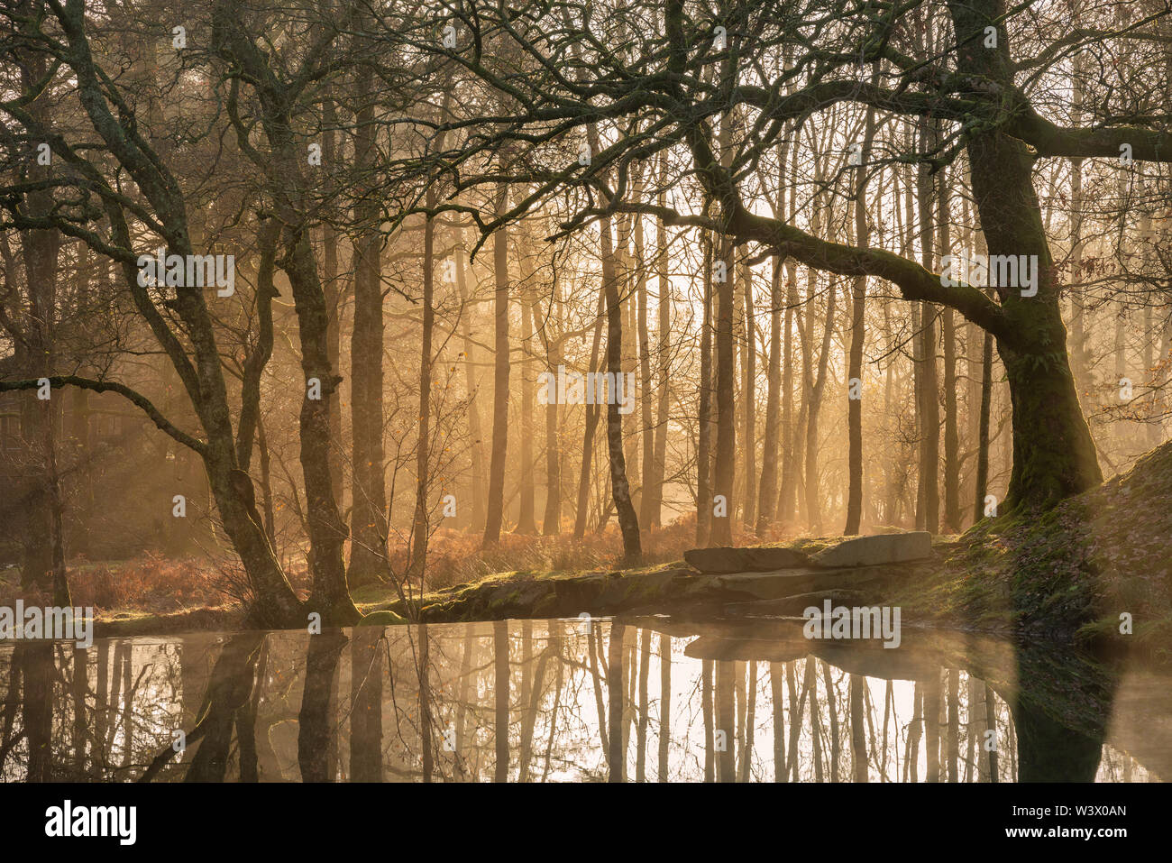 Stunning landscape image of still stream in Lake District forest with ...
