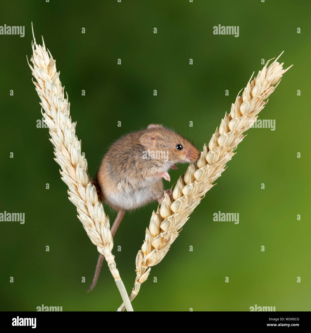 Cute harvest mice micromys minutus on wheat stalk with neutral green ...