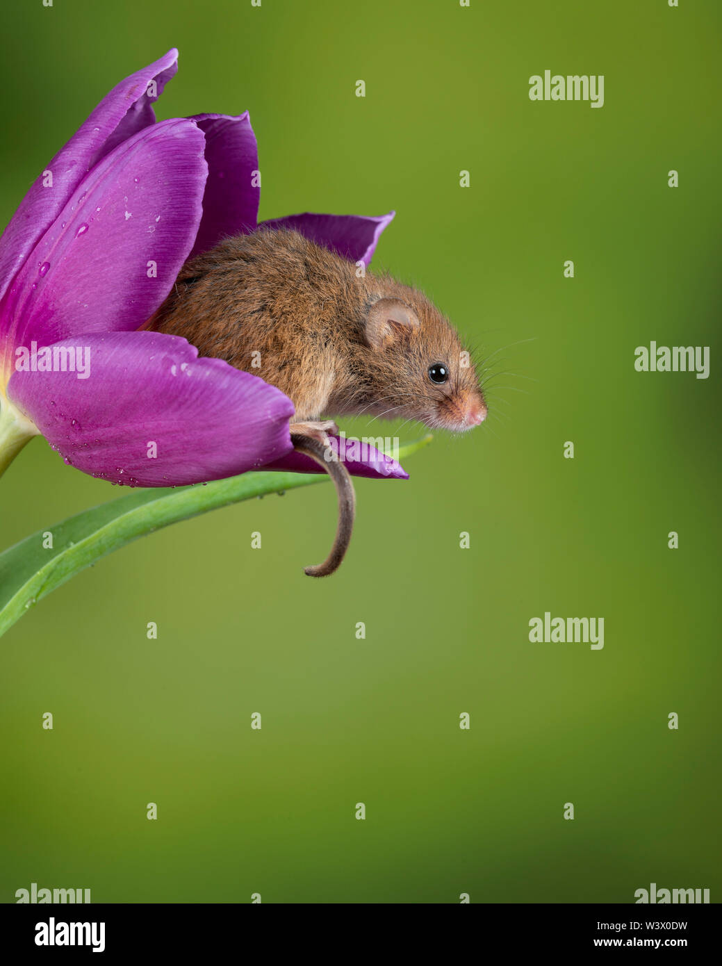 Cute harvest mice micromys minutus on purple tulip flower foliage with ...