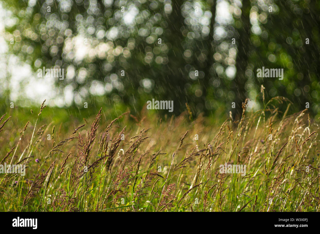 Drizzling hi-res stock photography and images - Alamy