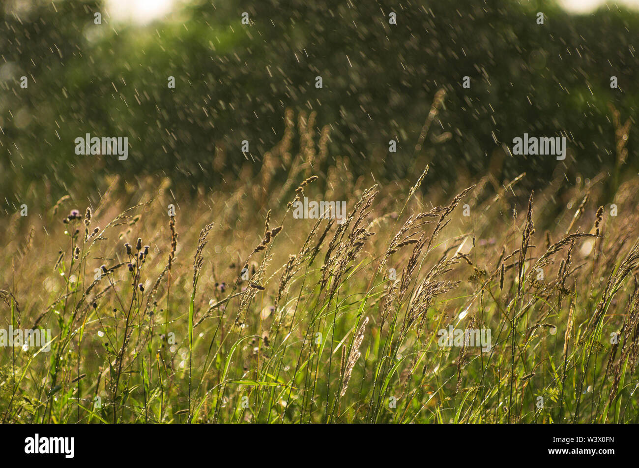 Obliquely drizzling rain illuminated by sunlight over a summer meadow ...