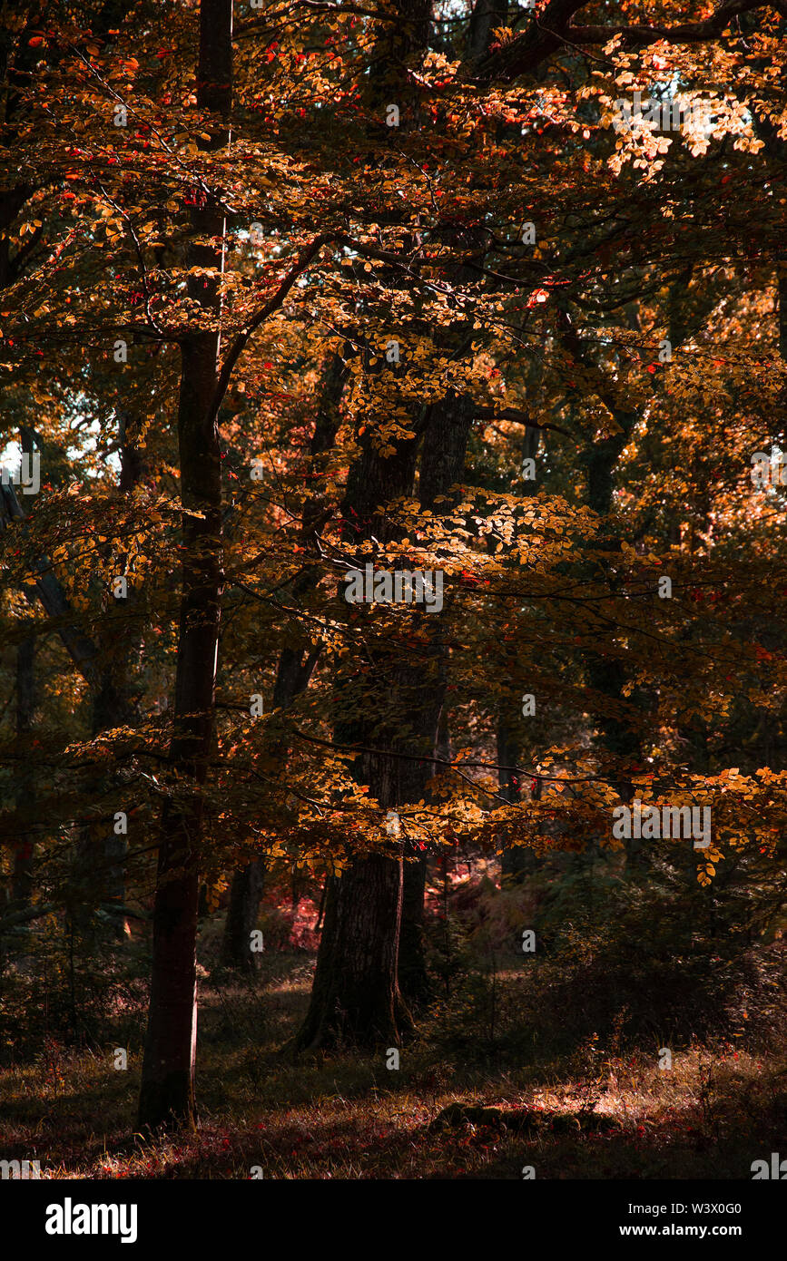 Stunning vibrant Autumn Fall trees in Fall color in New Forest in ...
