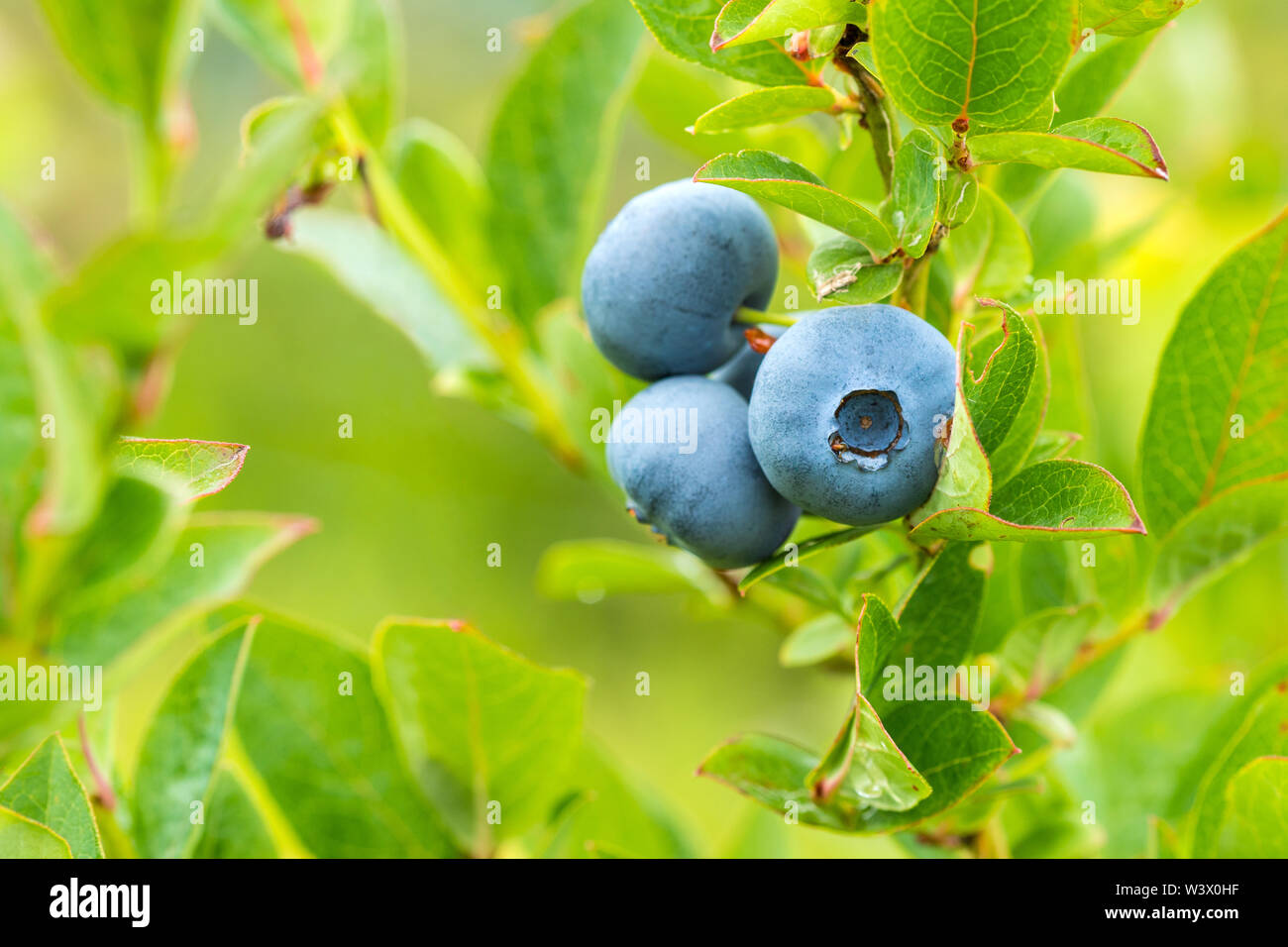 Bilberries farm hi-res stock photography and images - Alamy