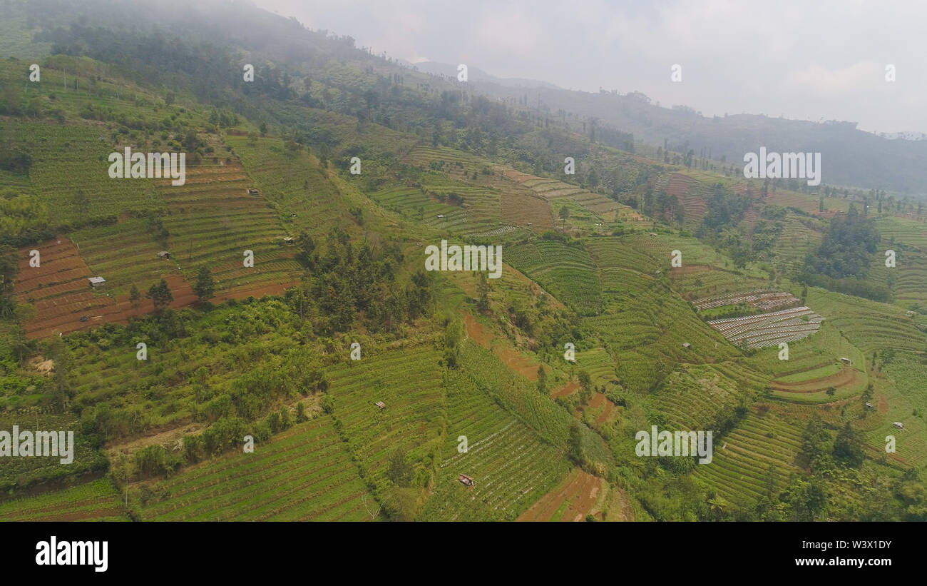 agricultural land in mountains fields with crops, trees. Aerial view ...