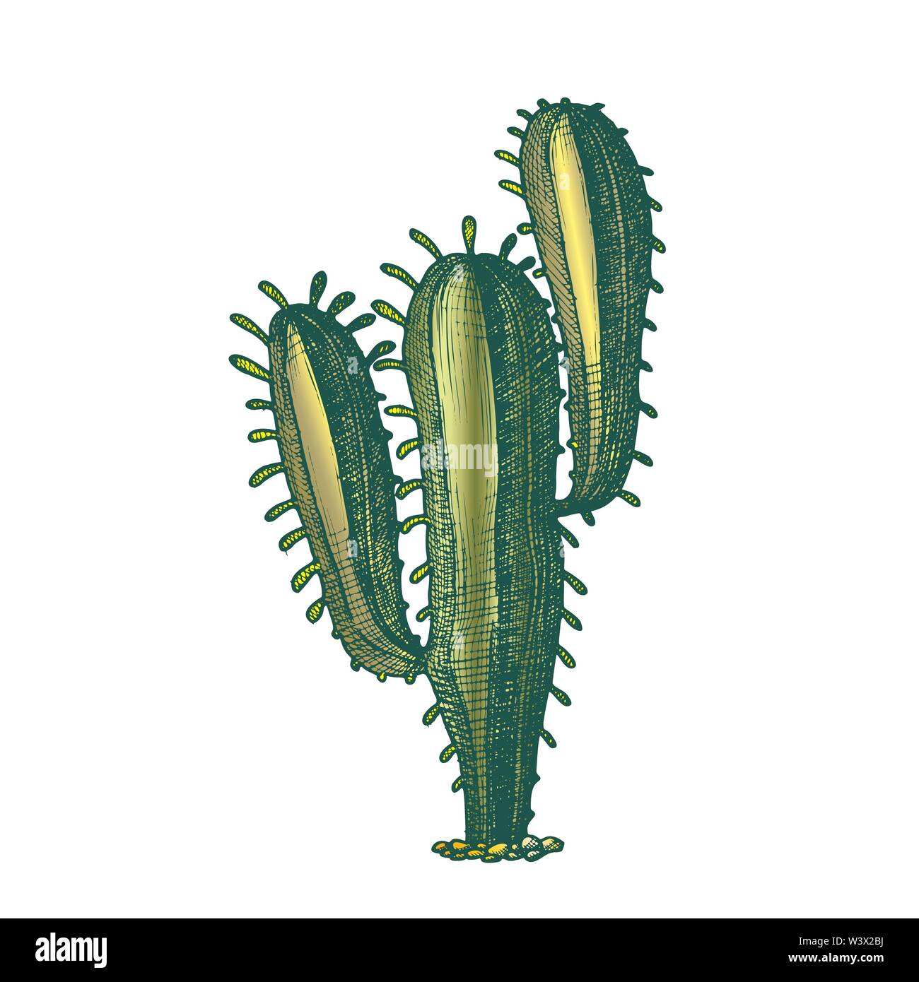 Mexican giant cactus color hi-res stock photography and images - Alamy
