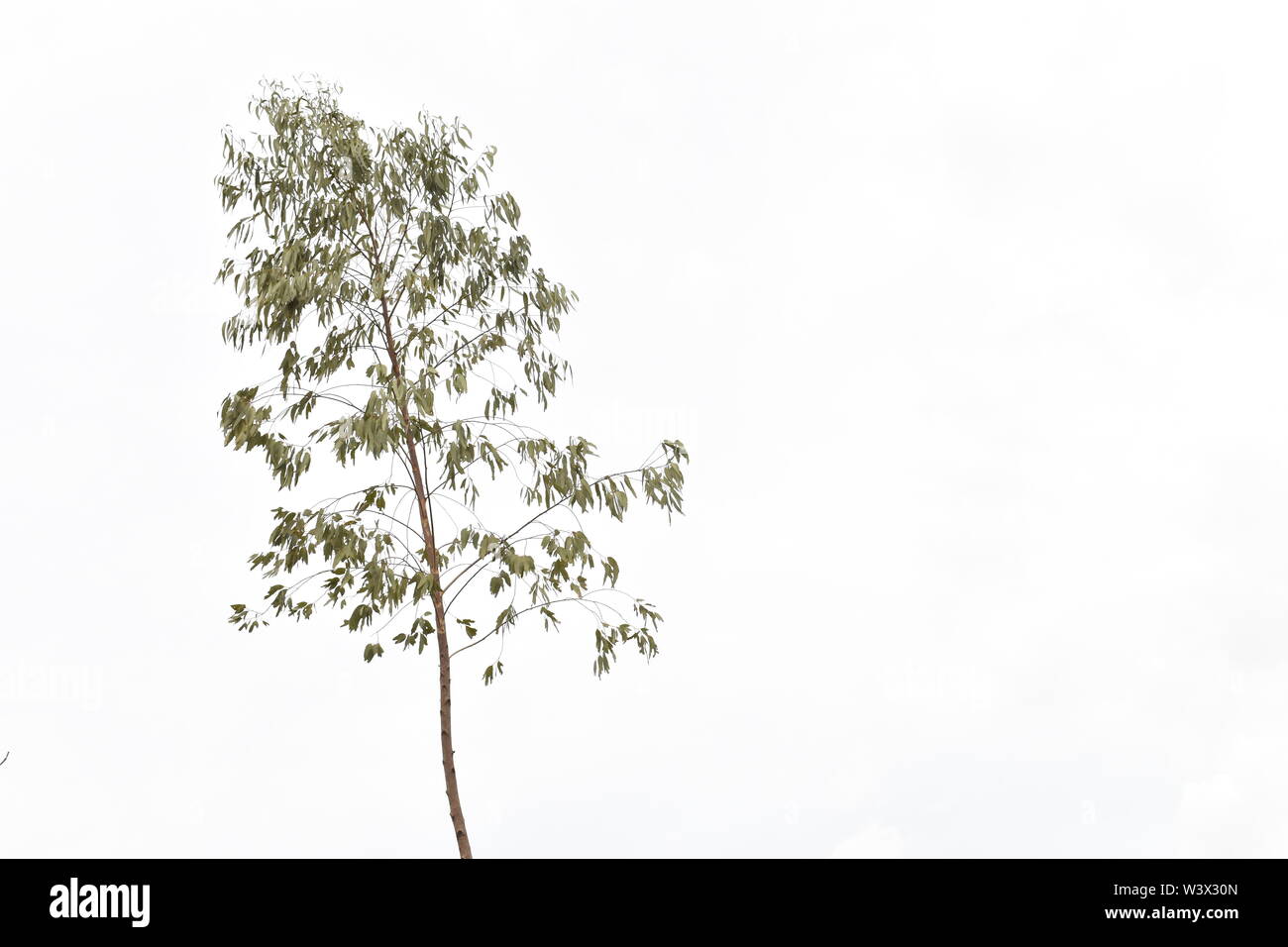 Eucalyptus Forest Cut Out Stock Images & Pictures - Alamy