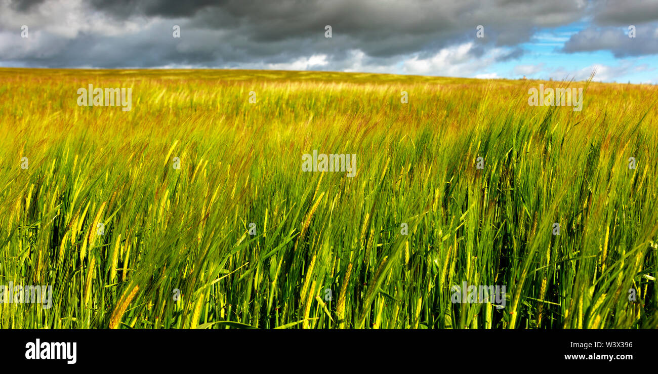 Corn field scotland hi-res stock photography and images - Alamy