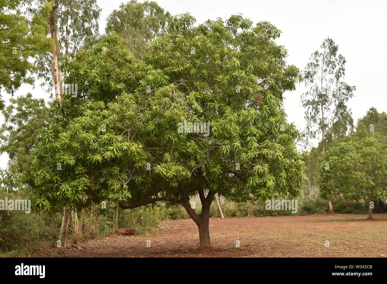 Mango tree hi-res stock photography and images - Alamy
