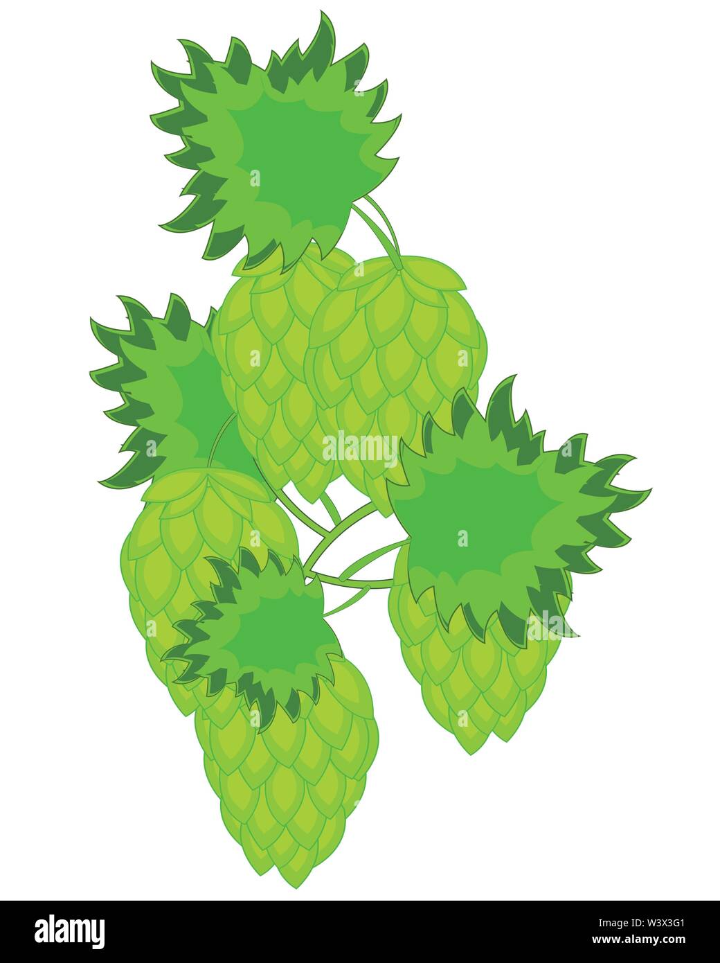 Vector illustration of the plant hop with fruit Stock Vector Image ...