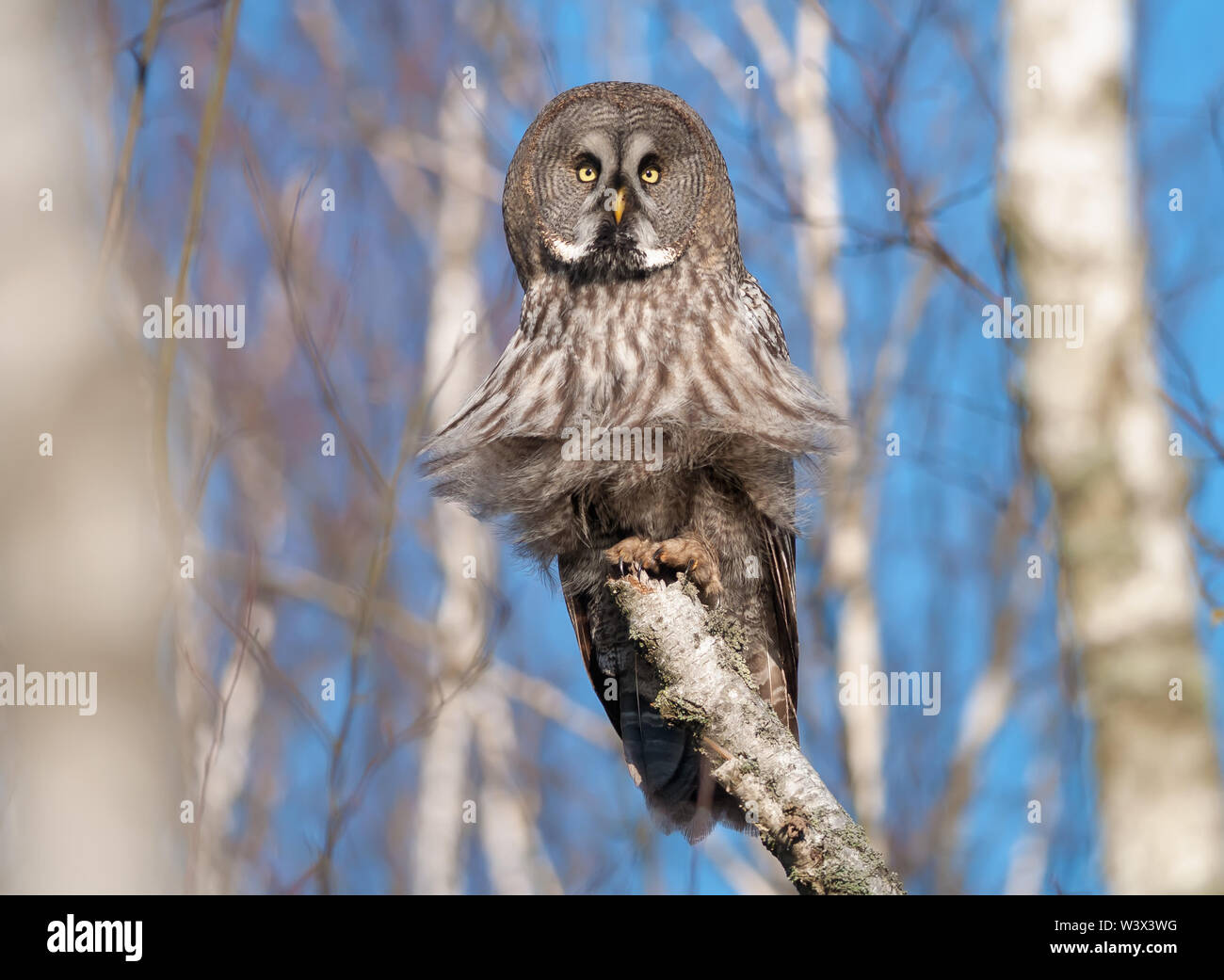 Full body owl hi-res stock photography and images - Alamy