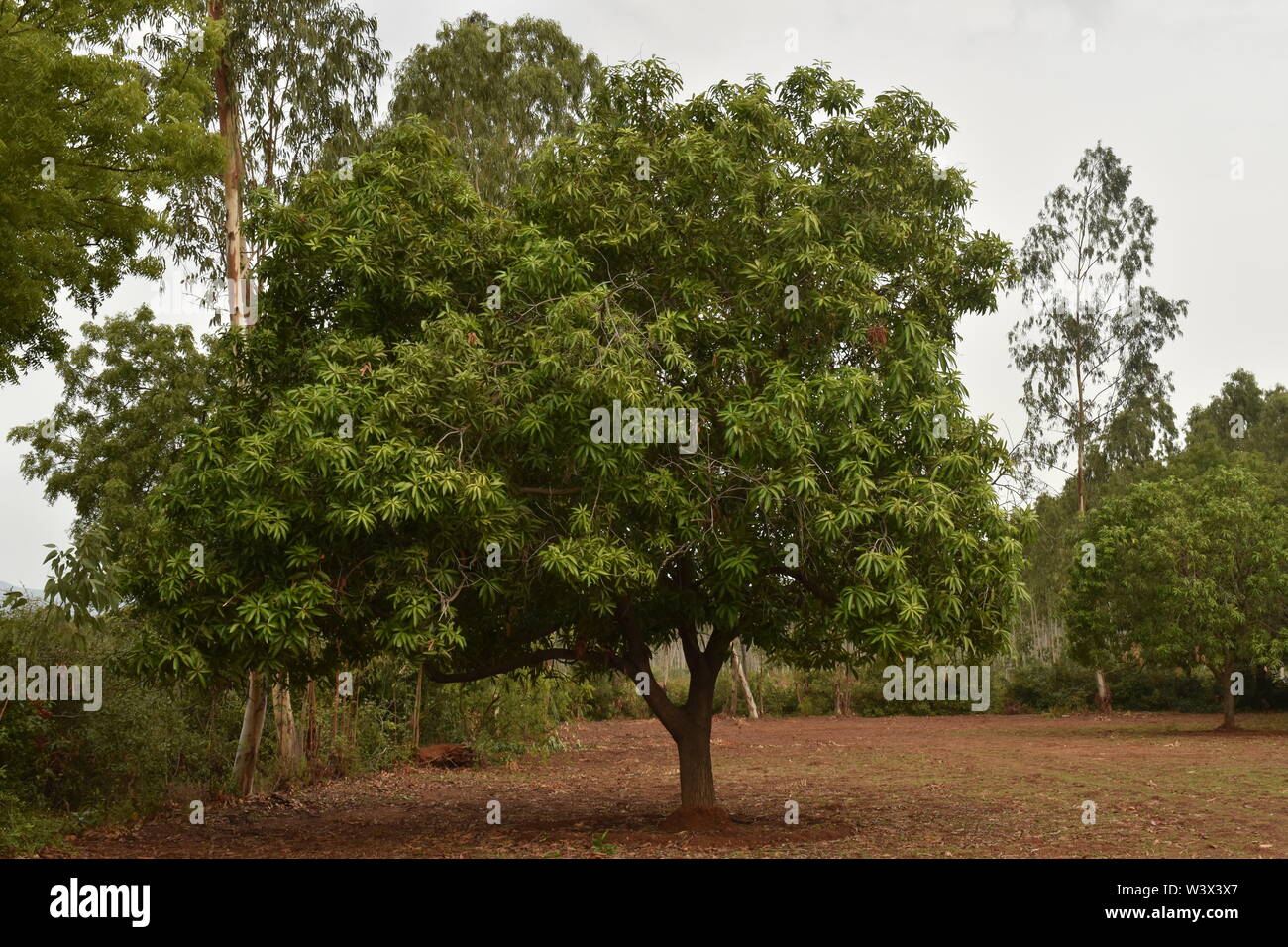 Mango garden hi-res stock photography and images - Alamy