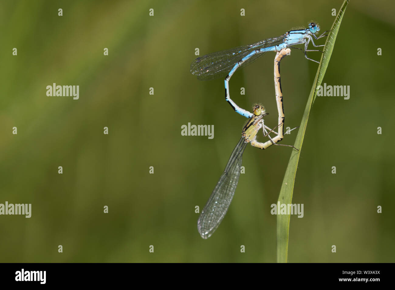 Common blue Damselflies mating Stock Photo - Alamy