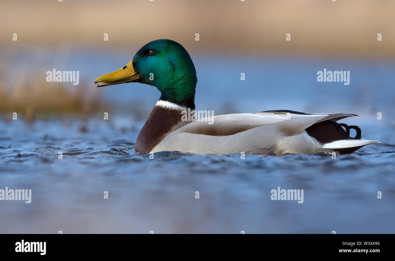 Mallard duck beak open hi-res stock photography and images - Alamy