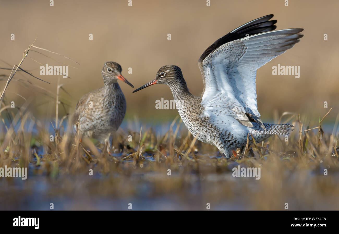 Male and female Common redshanks stands together in small overgrown ...
