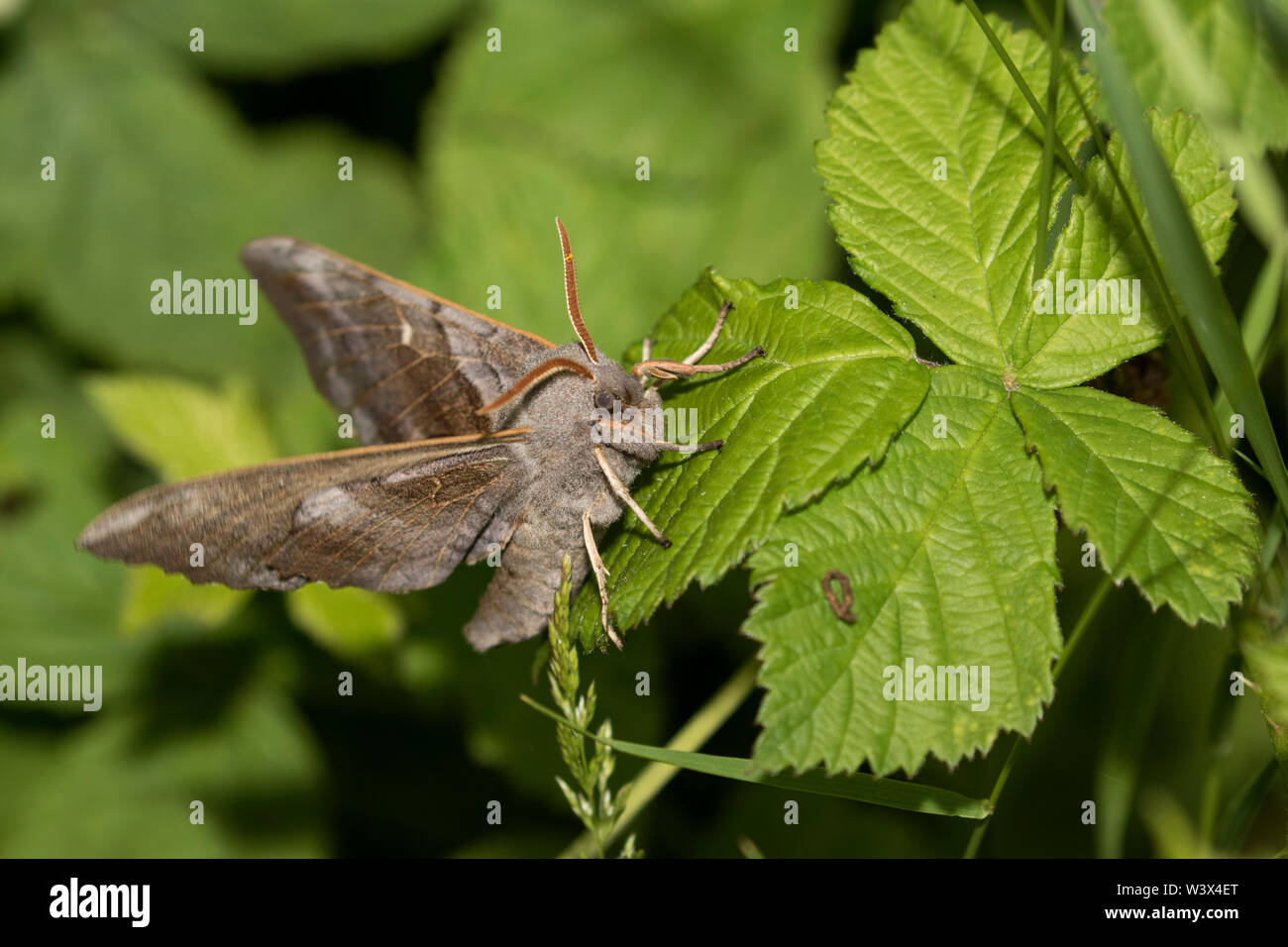 Poplar Hawk moth Stock Photo - Alamy