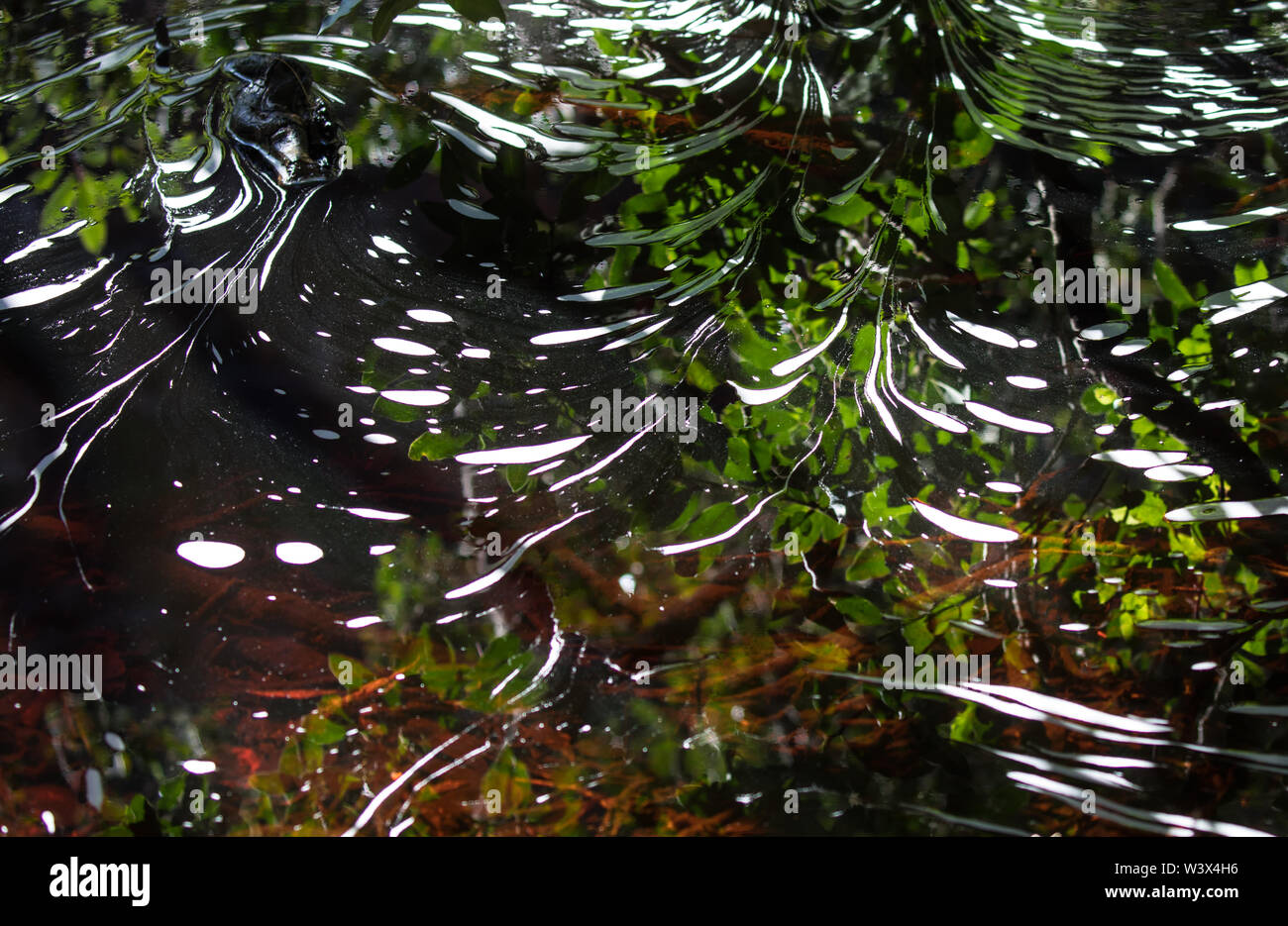 The white colors in the picture were created by the water in the stream ...