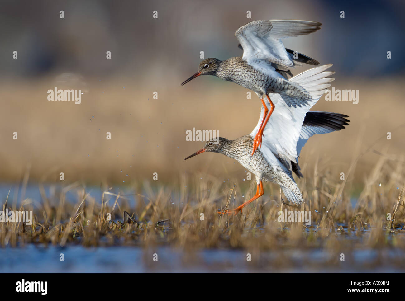 Moment of action landing of couple male and female common redshanks in ...