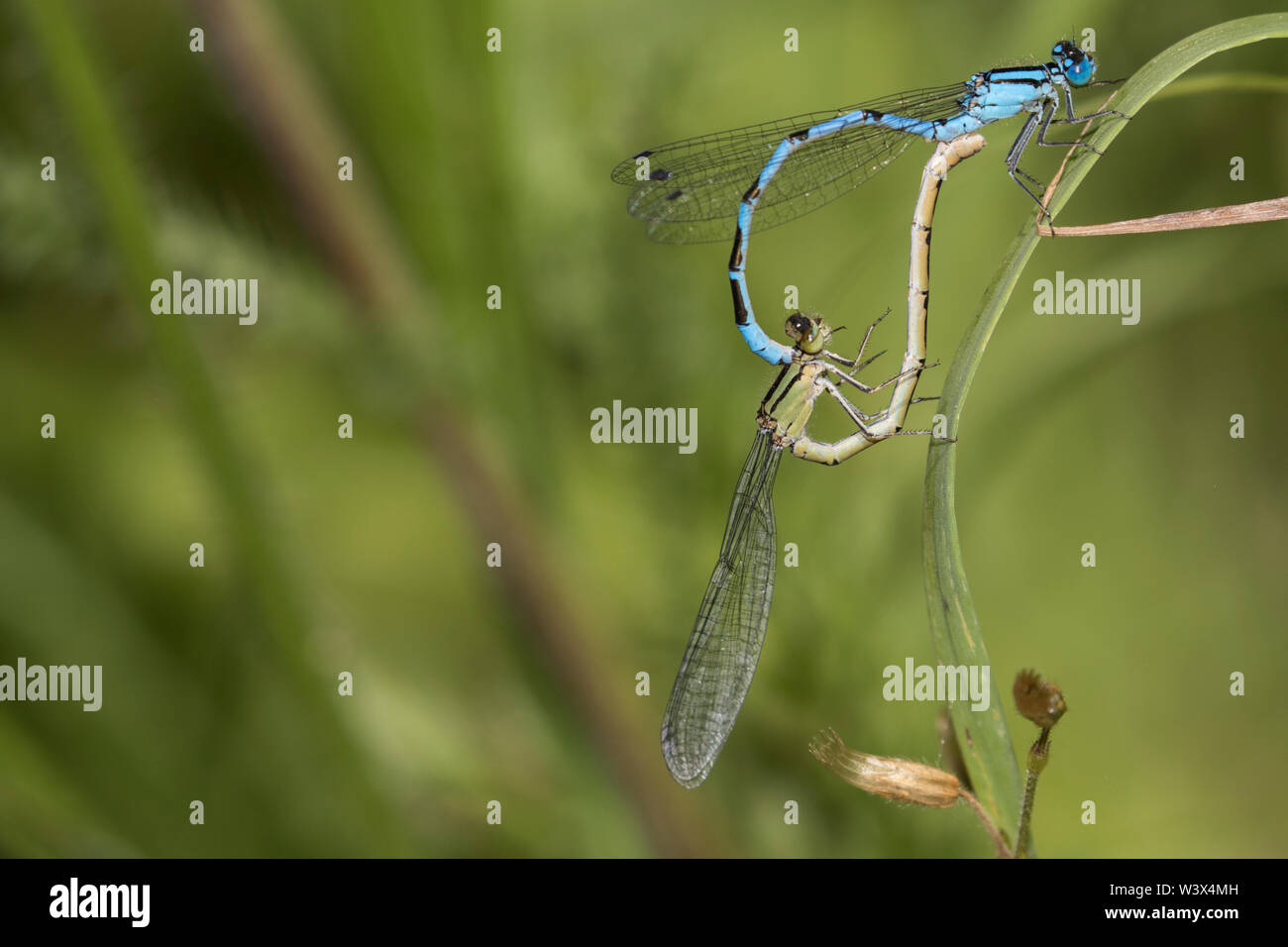 Common blue Damselflies mating Stock Photo - Alamy
