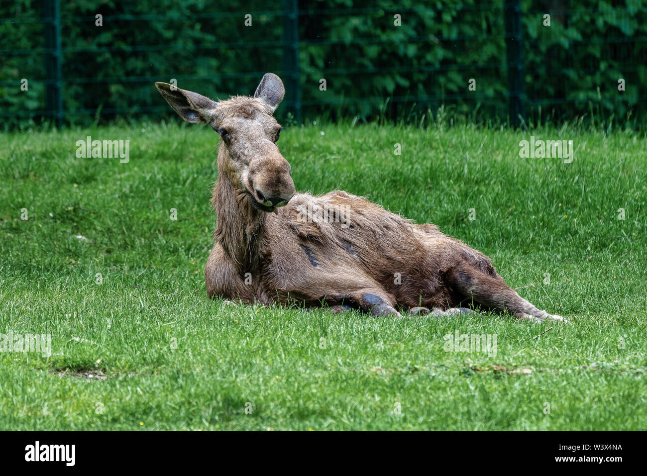 European Moose, Alces alces, also known as the elk Stock Photo - Alamy