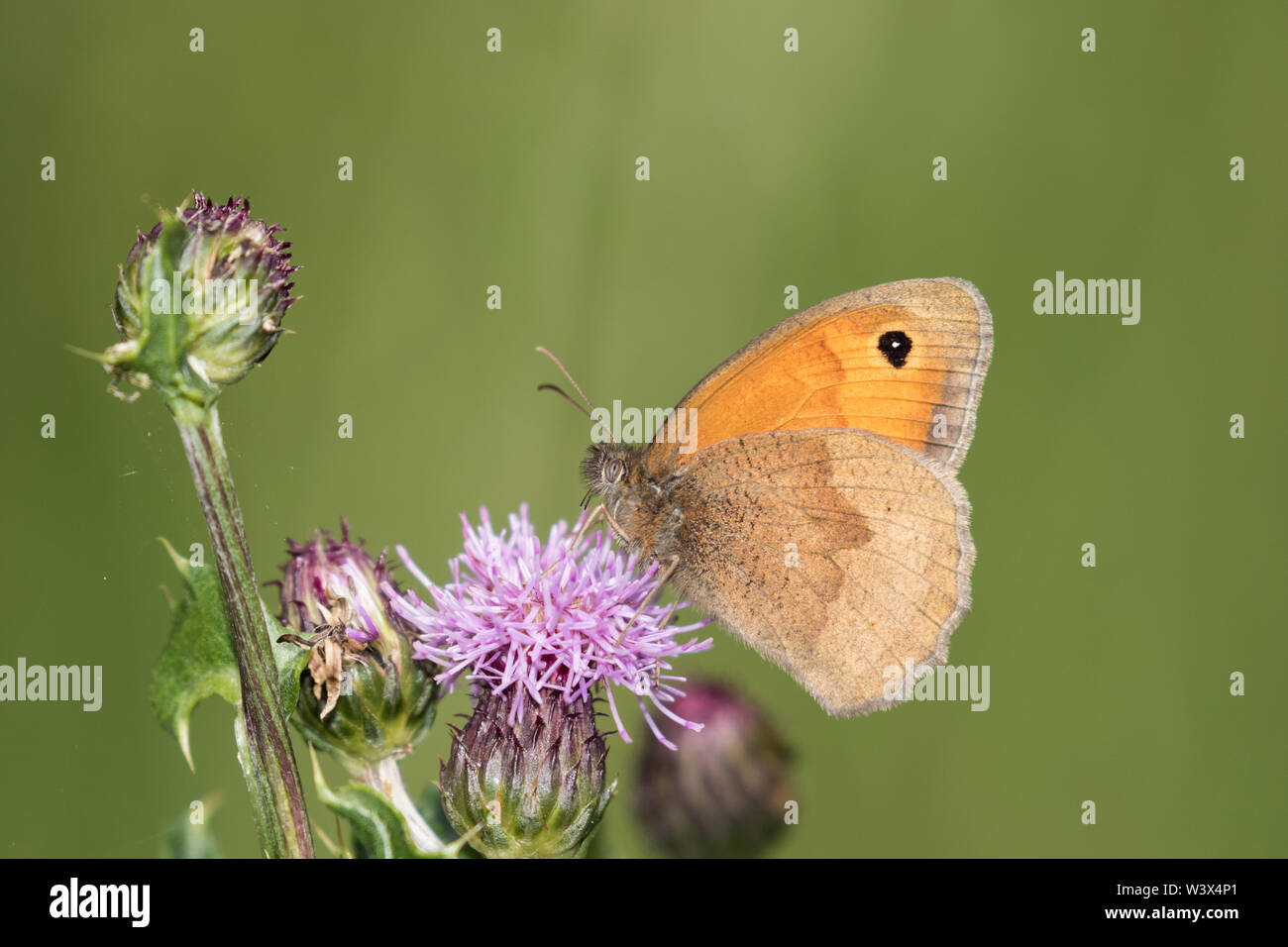 Meadow brown butterfly Stock Photo - Alamy