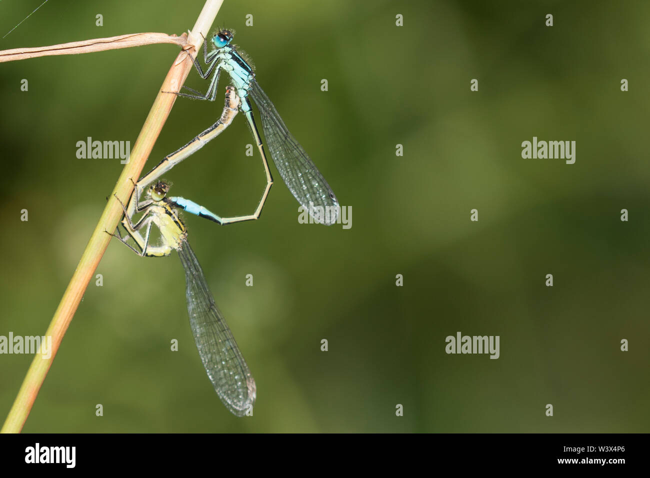 Common blue Damselflies mating Stock Photo - Alamy