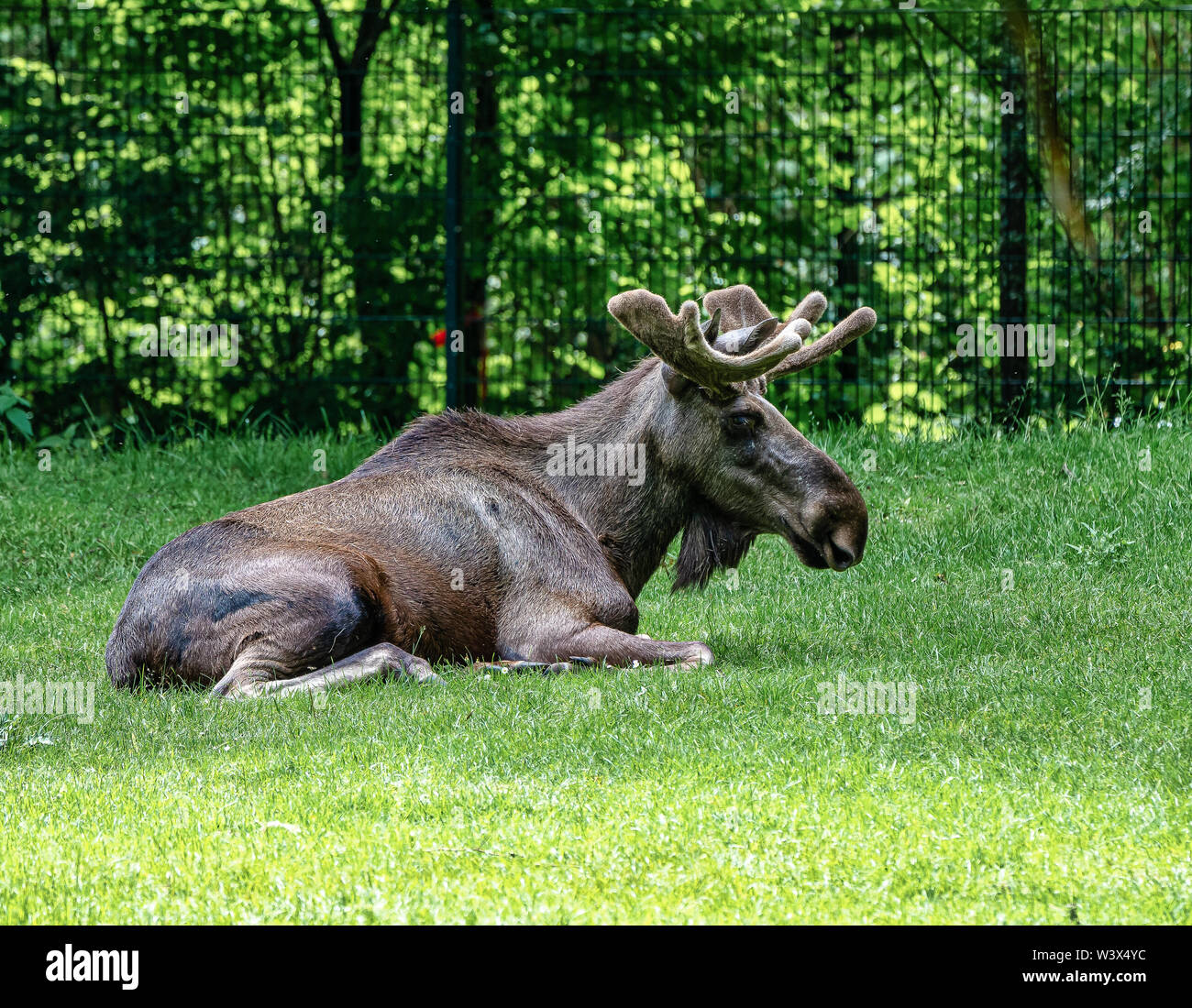 European Moose, Alces alces, also known as the elk Stock Photo - Alamy