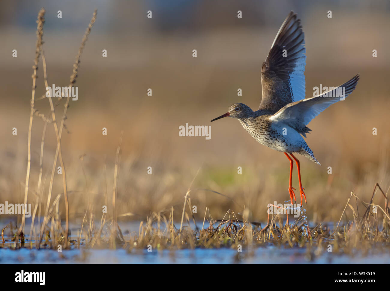 Redshanks flying hi-res stock photography and images - Alamy