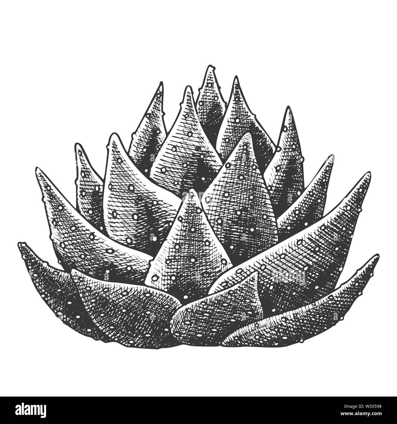 Succulent Leaves Agave Cactus Hand Drawn Vector Stock Vector Image ...
