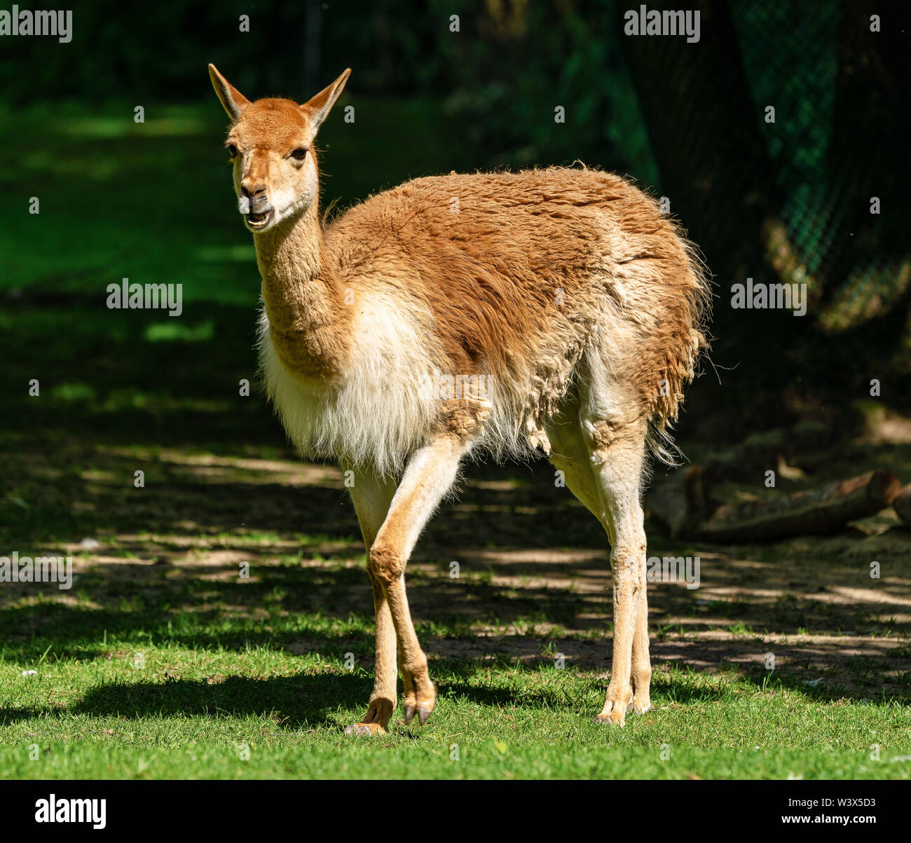 Vicunas wool hi-res stock photography and images - Alamy