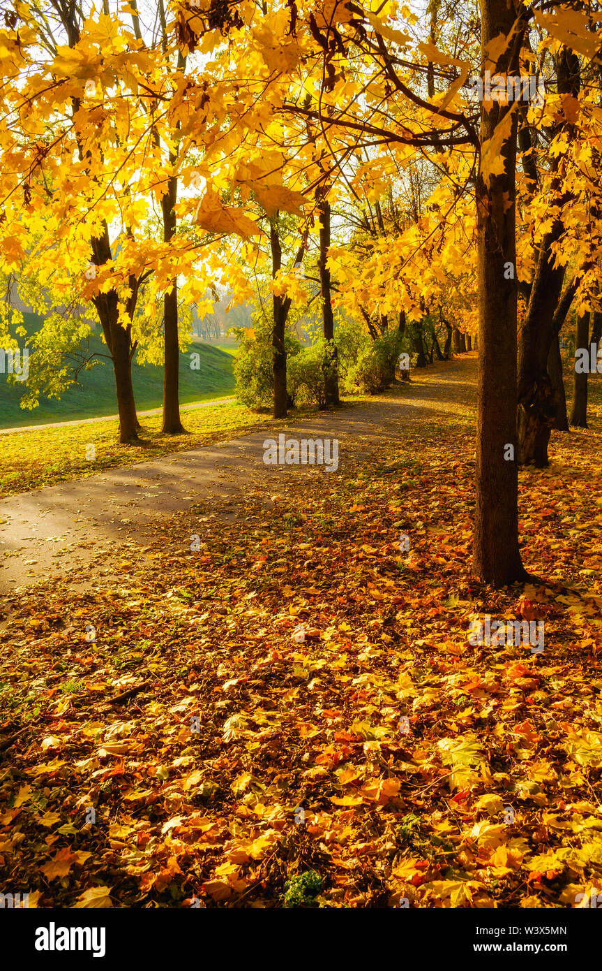 Autumn trees in sunny autumn park lit by sunshine - sunny autumn ...