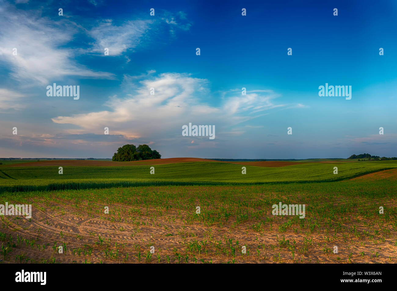 Newly planted spring crops in an agricultural field with rows of fresh ...