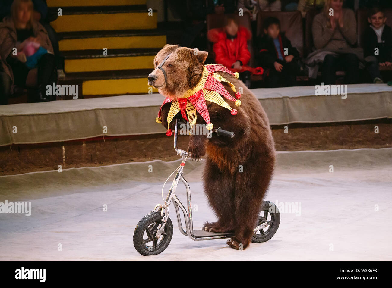 Circus brown bear on speech on the arena Stock Photo - Alamy