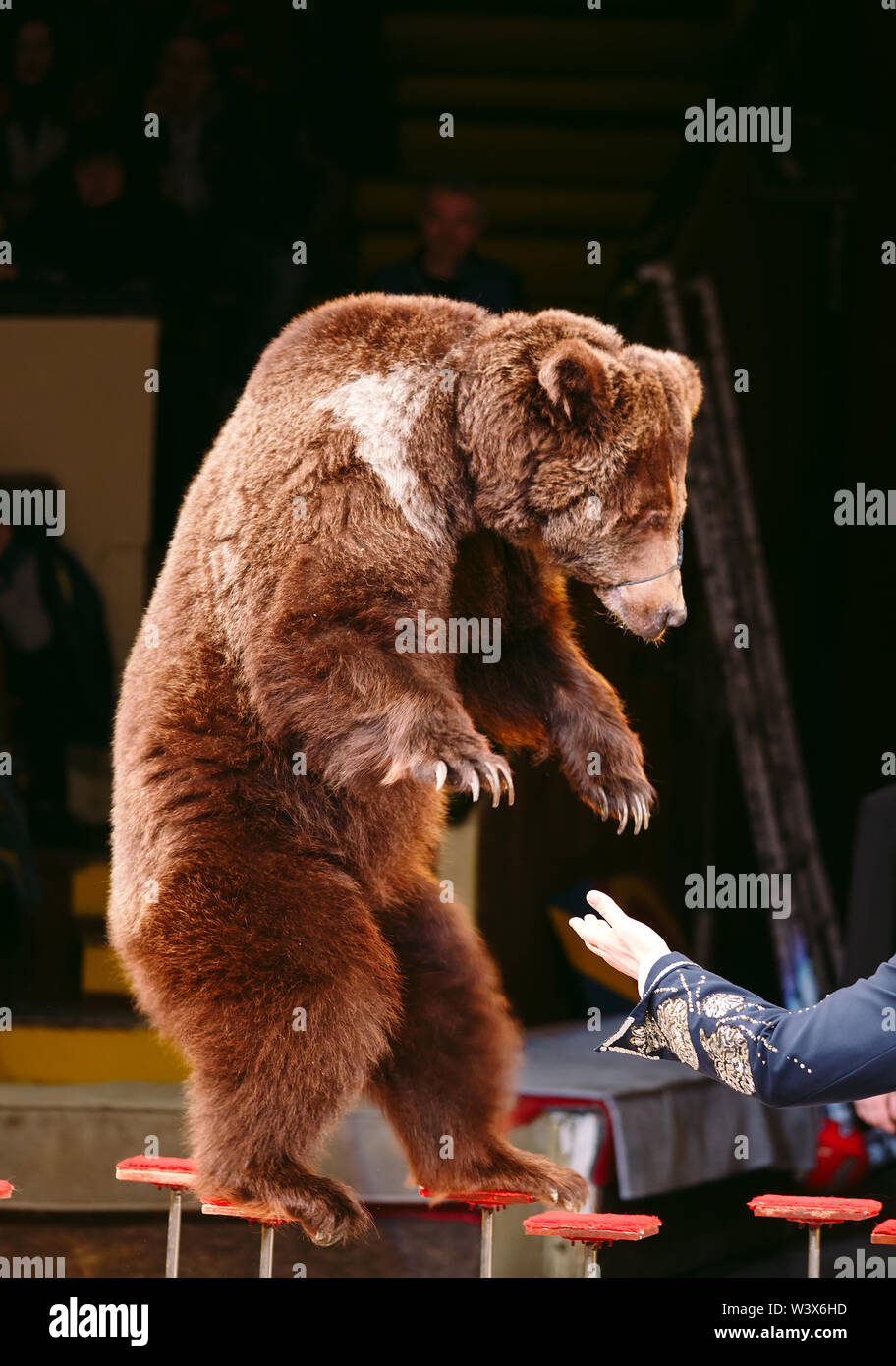 Russian circus bear hi-res stock photography and images - Alamy