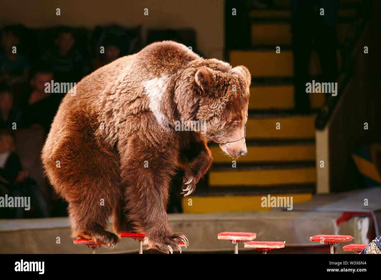 Russian circus bear hi-res stock photography and images - Alamy