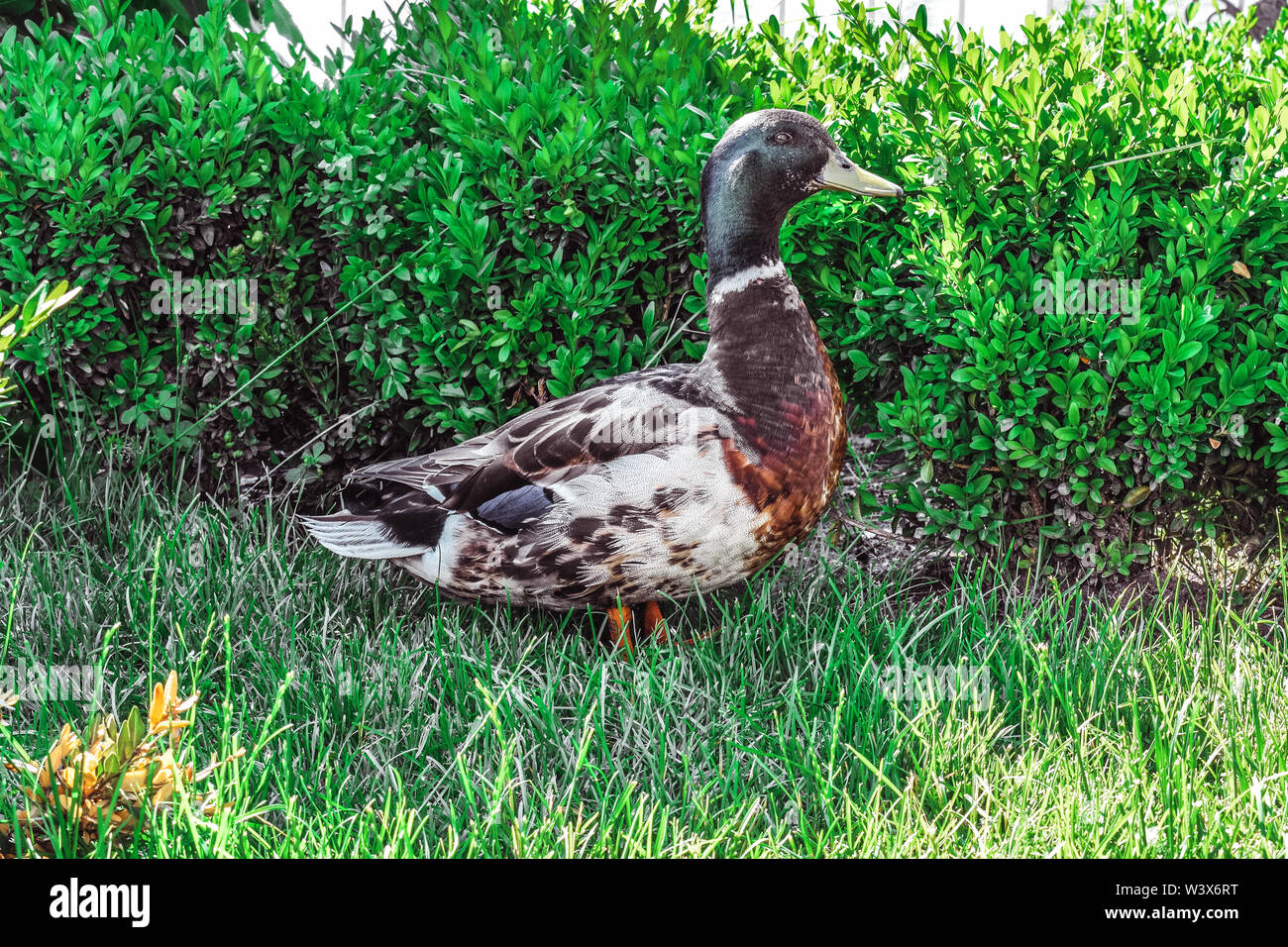 Closeup ducks on green hi-res stock photography and images - Alamy
