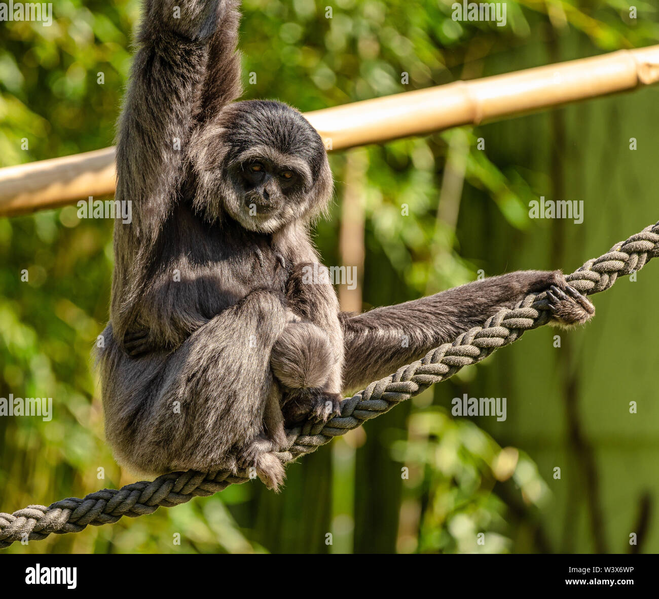 Hylobates moloch hi-res stock photography and images - Alamy